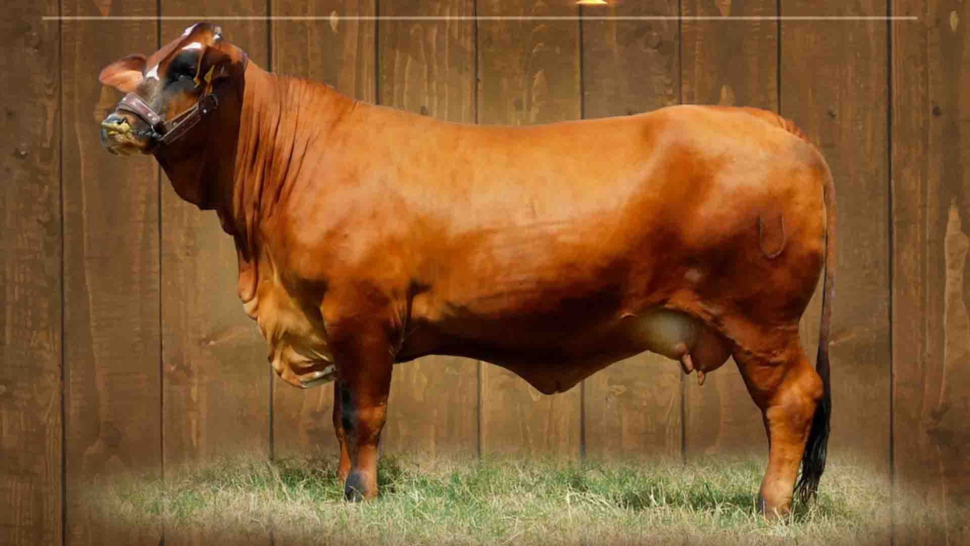¡Campeona mundial! Vaquilla de la UANL es la mejor de su raza - Vida ...