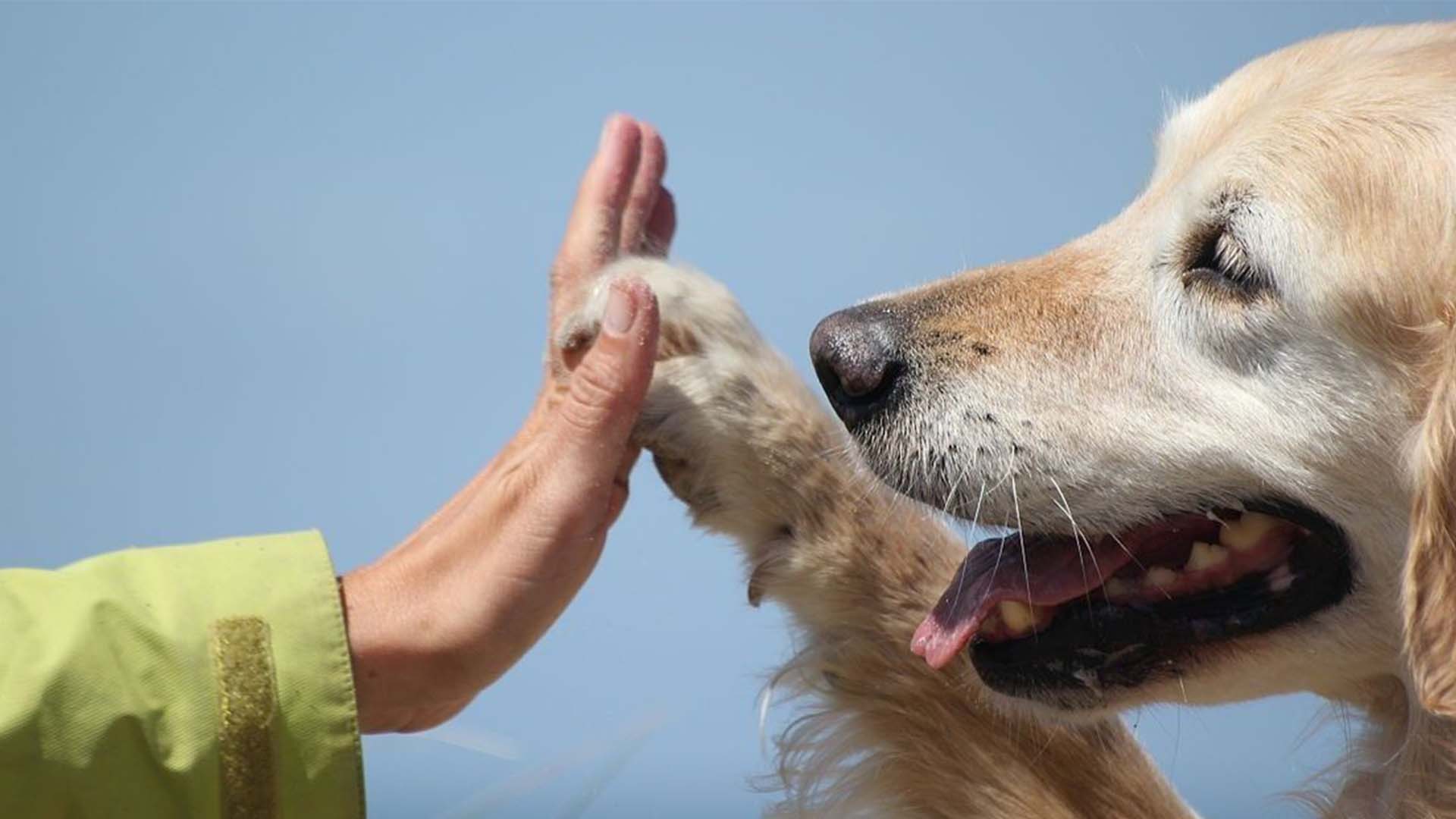 Puede Un Perro De Terapia Ir A Cualquier Parte