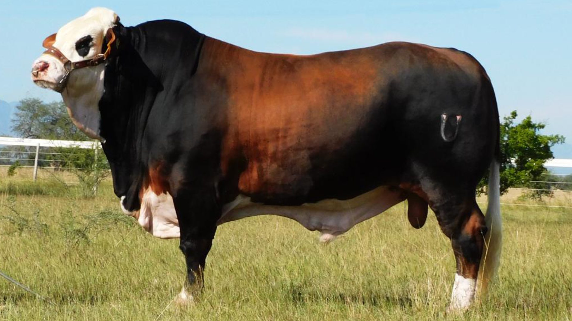 Toro de UANL se corona en campeonato de Norteamérica - Vida ...